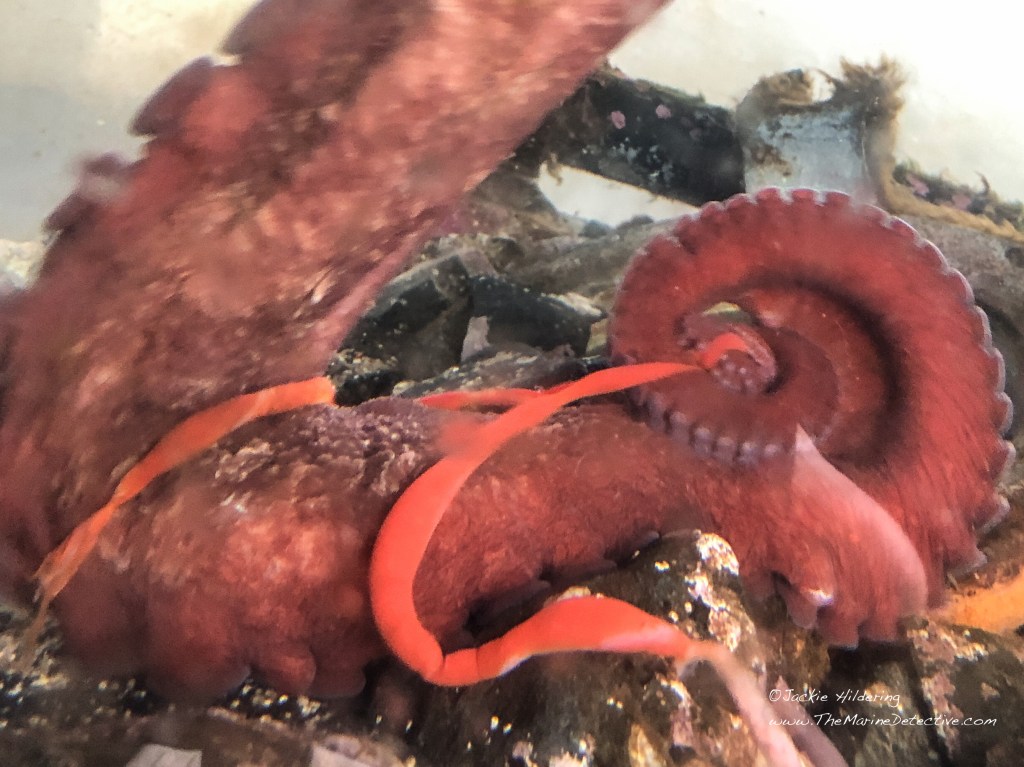 How Do Octopuses Poo? | The Marine Detective