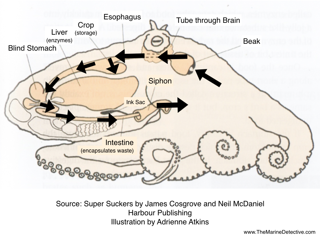 How Do Octopuses Poo? | The Marine Detective