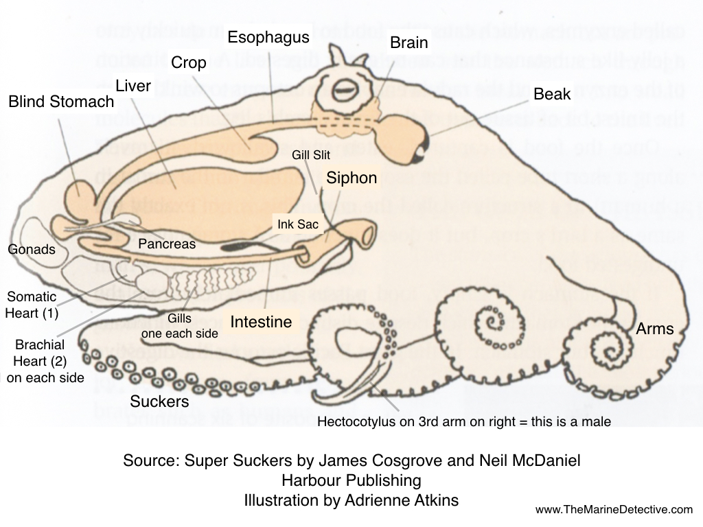 How Do Octopuses Poo? | The Marine Detective