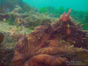 How Do Octopuses Poo? | The Marine Detective