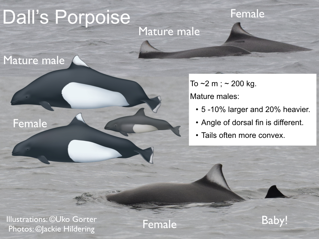 Cetaceans – Male or Female? How to Know? | The Marine Detective