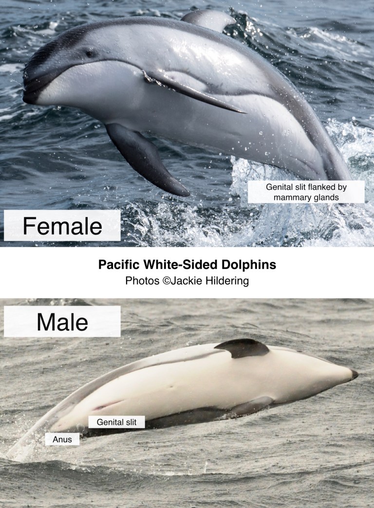 Cetaceans – Male or Female? How to Know? | The Marine Detective