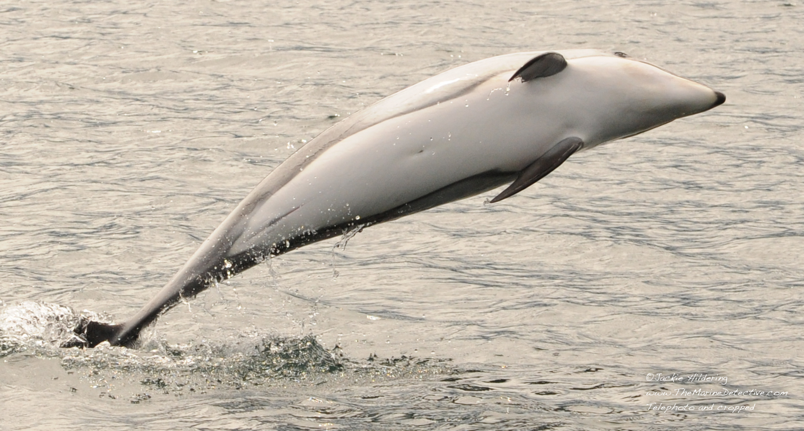 Cetaceans – Male or Female? How to Know? | The Marine Detective