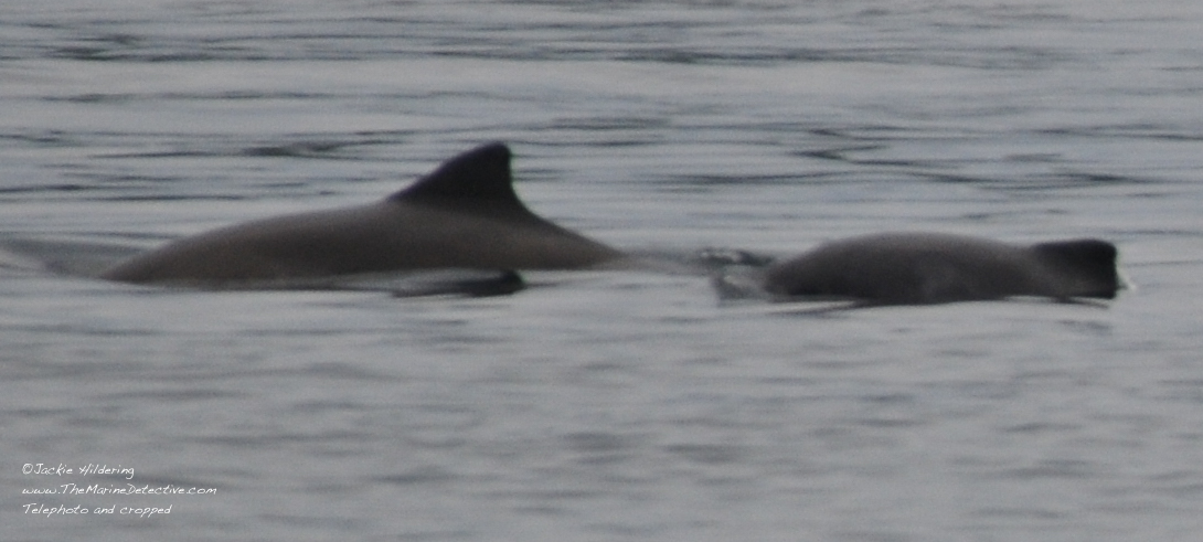 Cetaceans – Male or Female? How to Know? | The Marine Detective