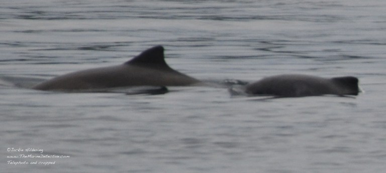 Cetaceans – Male or Female? How to Know? | The Marine Detective