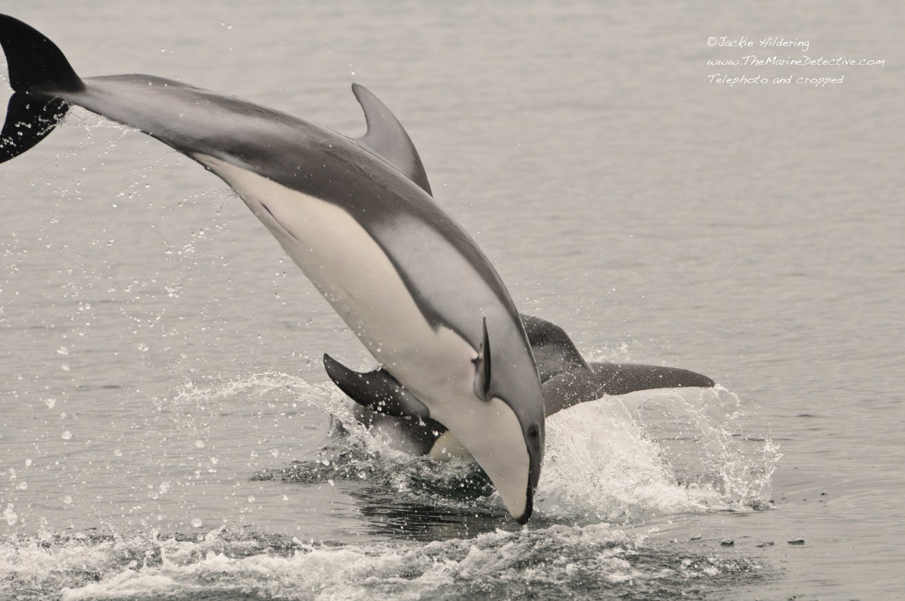Cetaceans – Male or Female? How to Know? | The Marine Detective