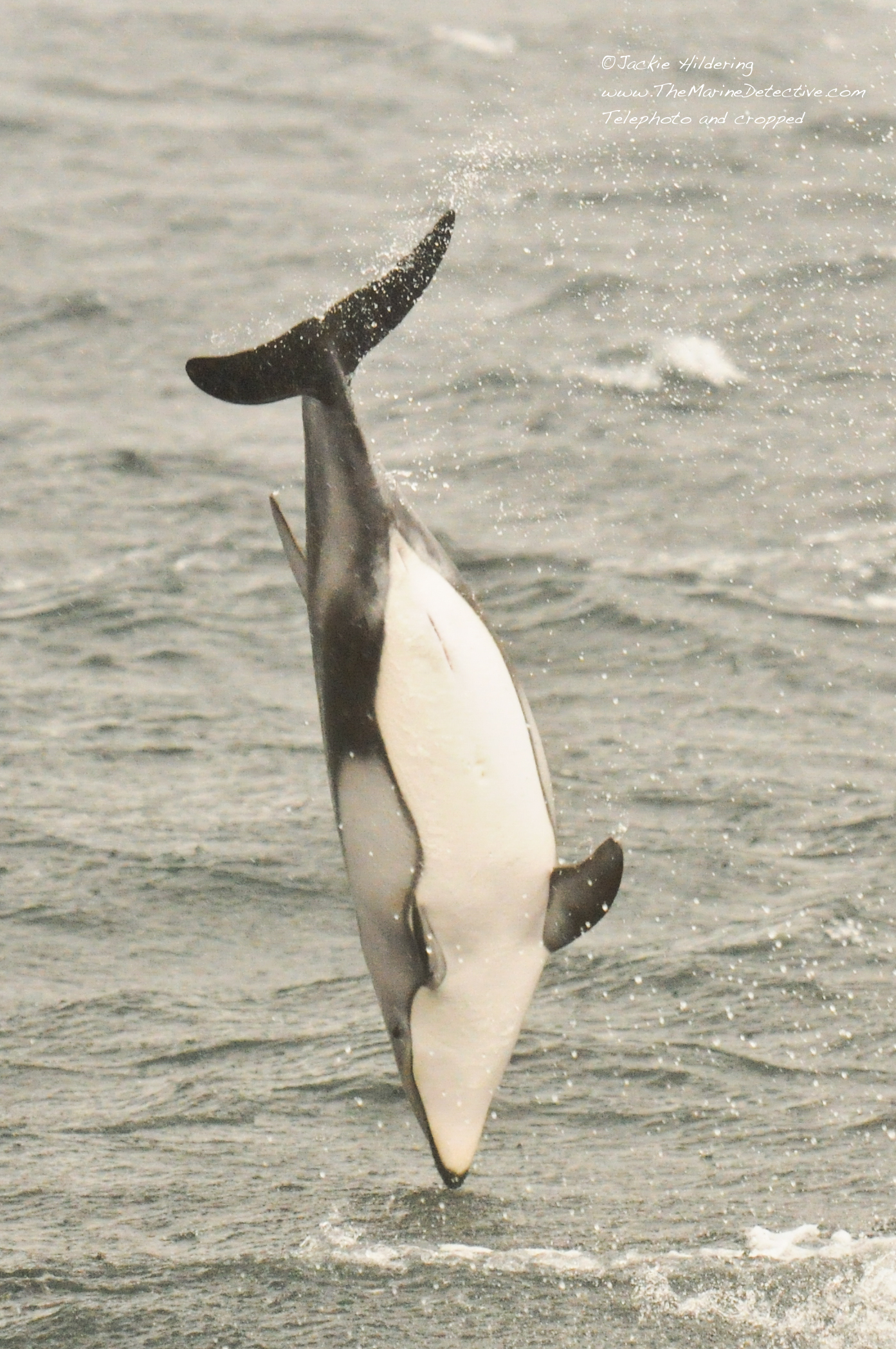 Cetaceans – Male or Female? How to Know? | The Marine Detective