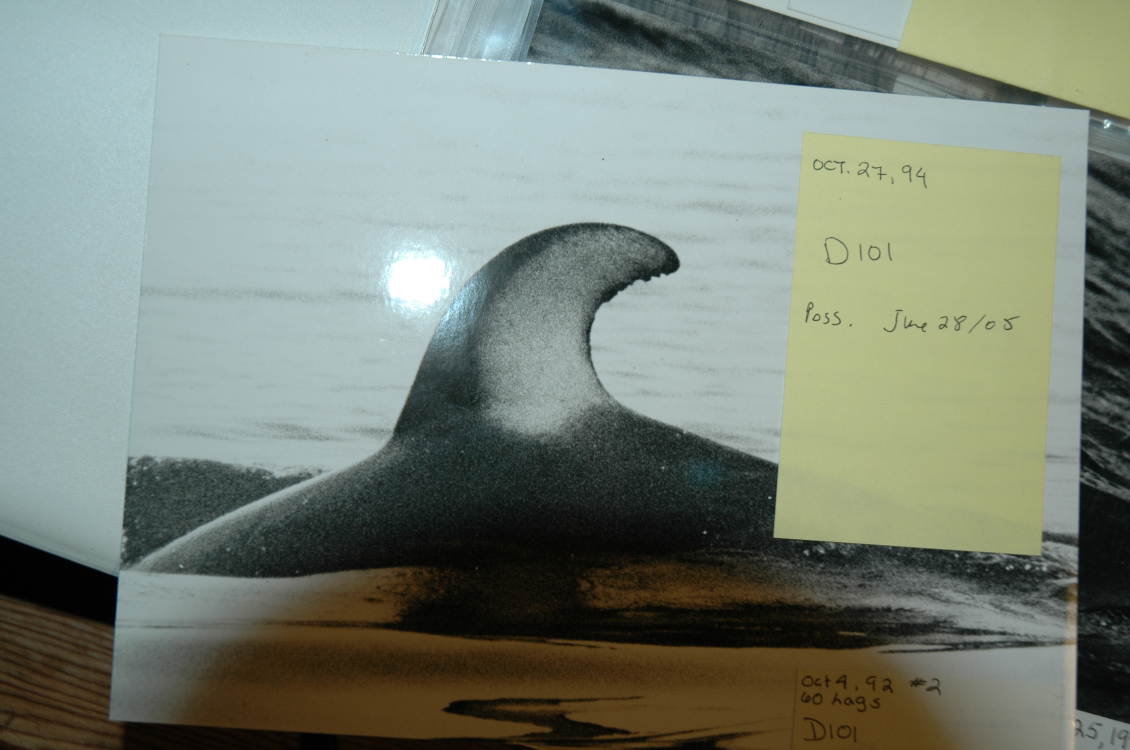 Cetaceans – Male or Female? How to Know? | The Marine Detective