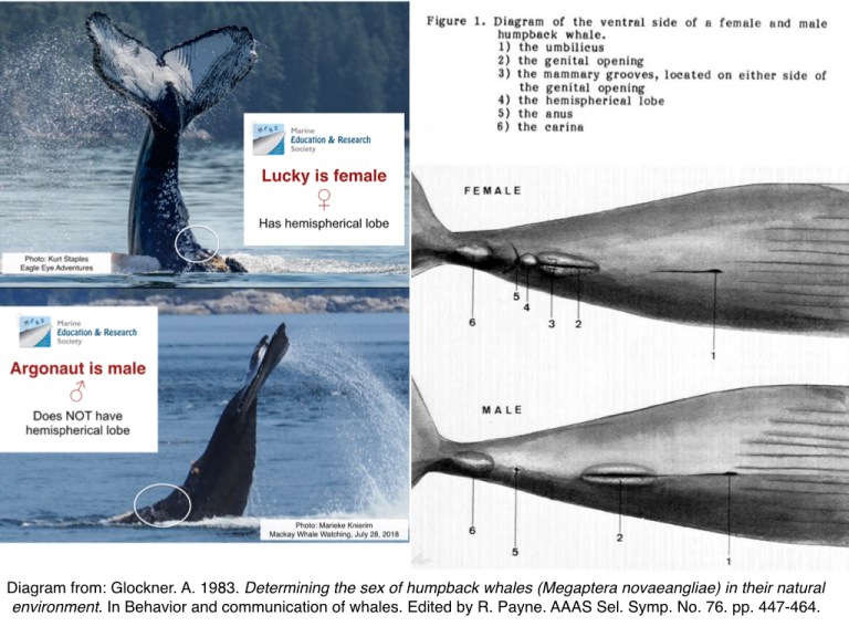 Cetaceans – Male or Female? How to Know? | The Marine Detective