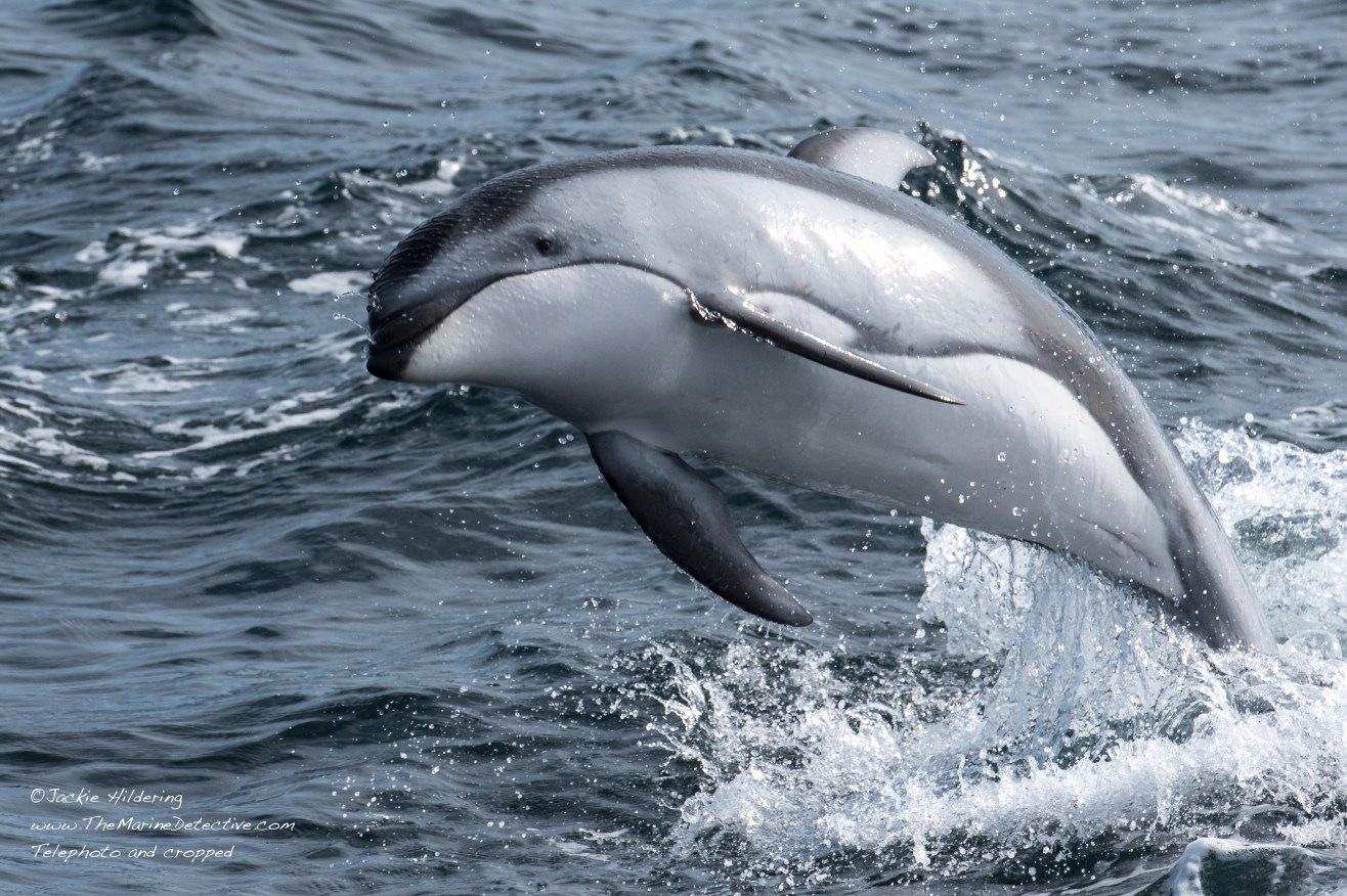 Cetaceans – Male or Female? How to Know? | The Marine Detective