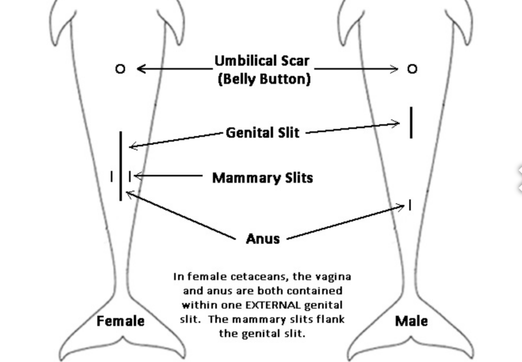 Cetaceans – Male or Female? How to Know? | The Marine Detective