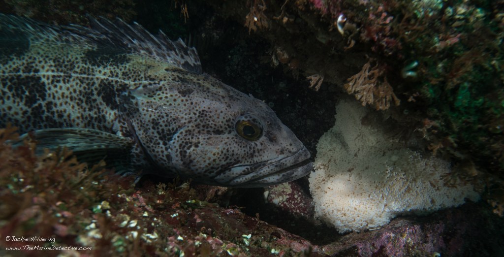 Markus . . . and the Octopus. | The Marine Detective