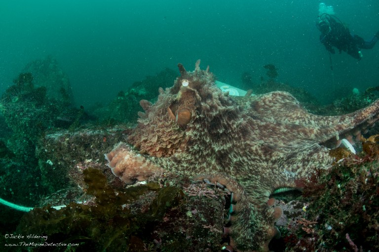 Markus . . . and the Octopus. | The Marine Detective