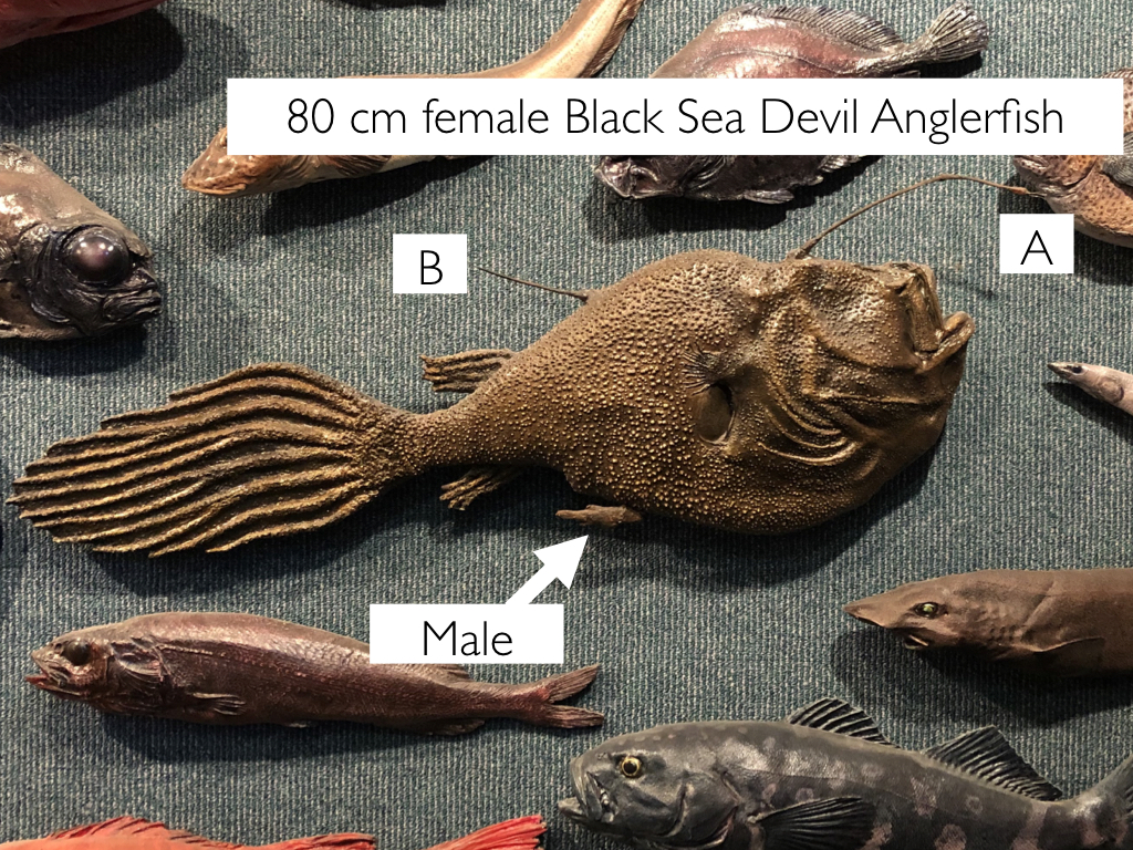 For the Love of Fish – Bilz Rockfish | The Marine Detective