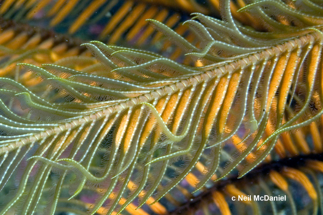 Phenomenal Feather Stars | The Marine Detective