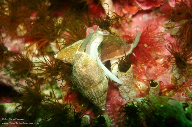 Abseiling Sea Snail | The Marine Detective