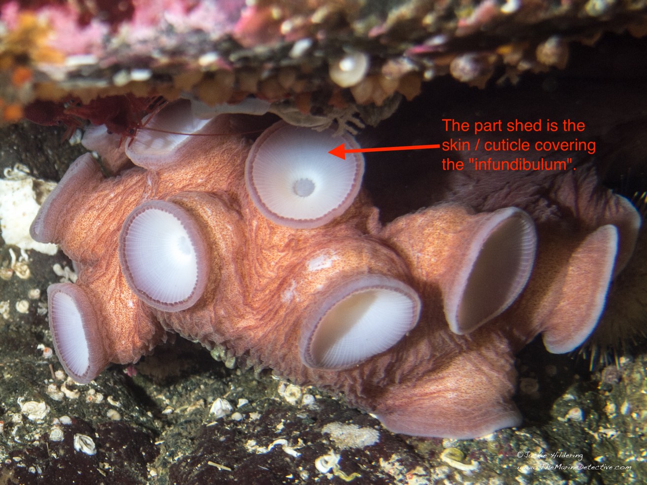 Octopuses Shed Their Suckers! | The Marine Detective