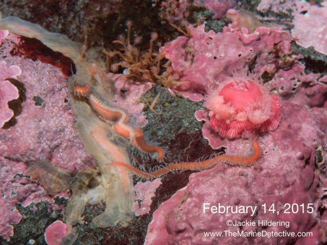 Mystery Worm | The Marine Detective