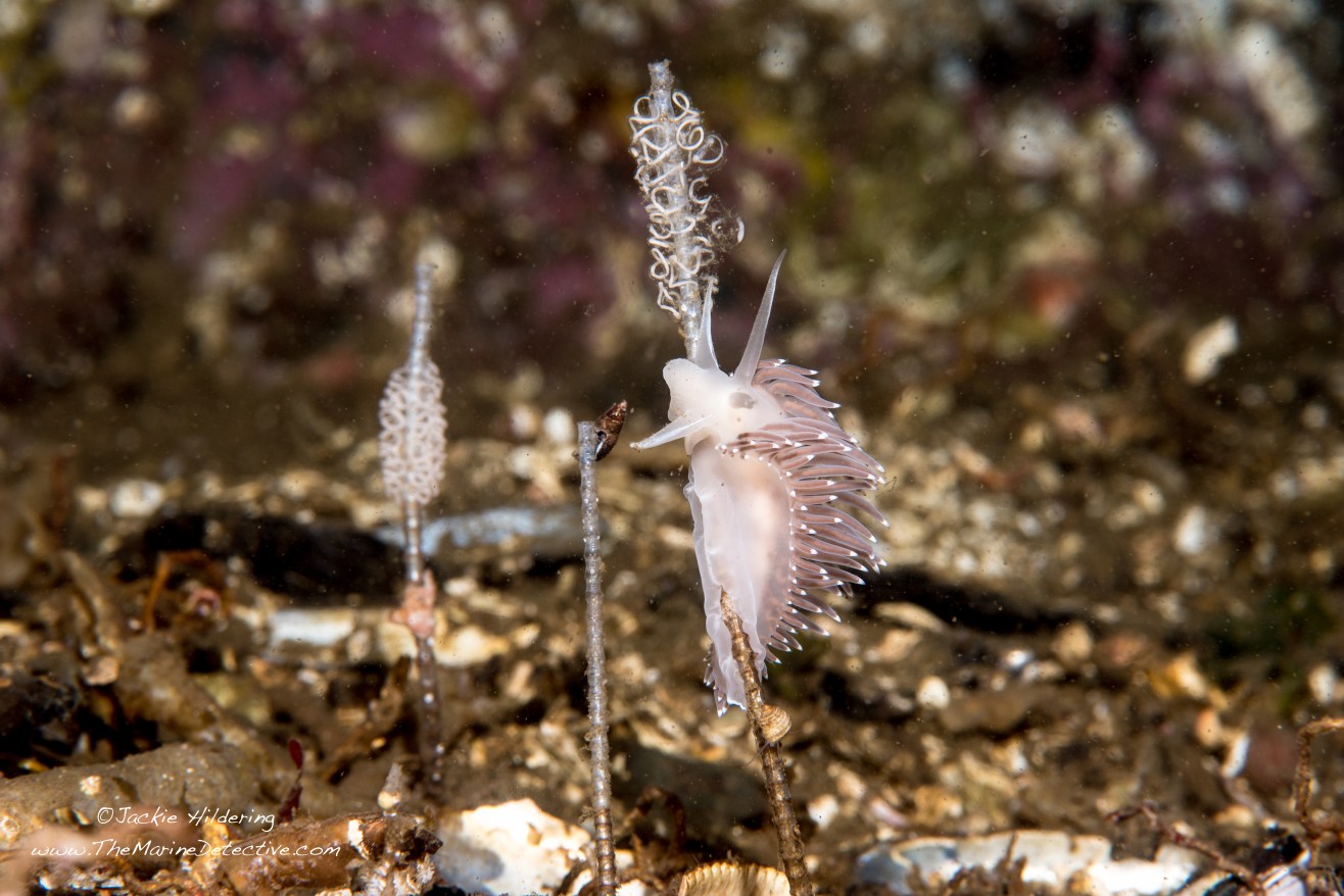 Mystery Worm | The Marine Detective