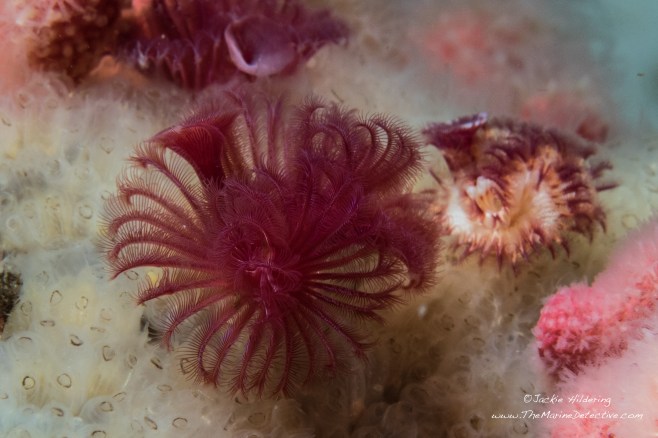 Mystery Worm | The Marine Detective