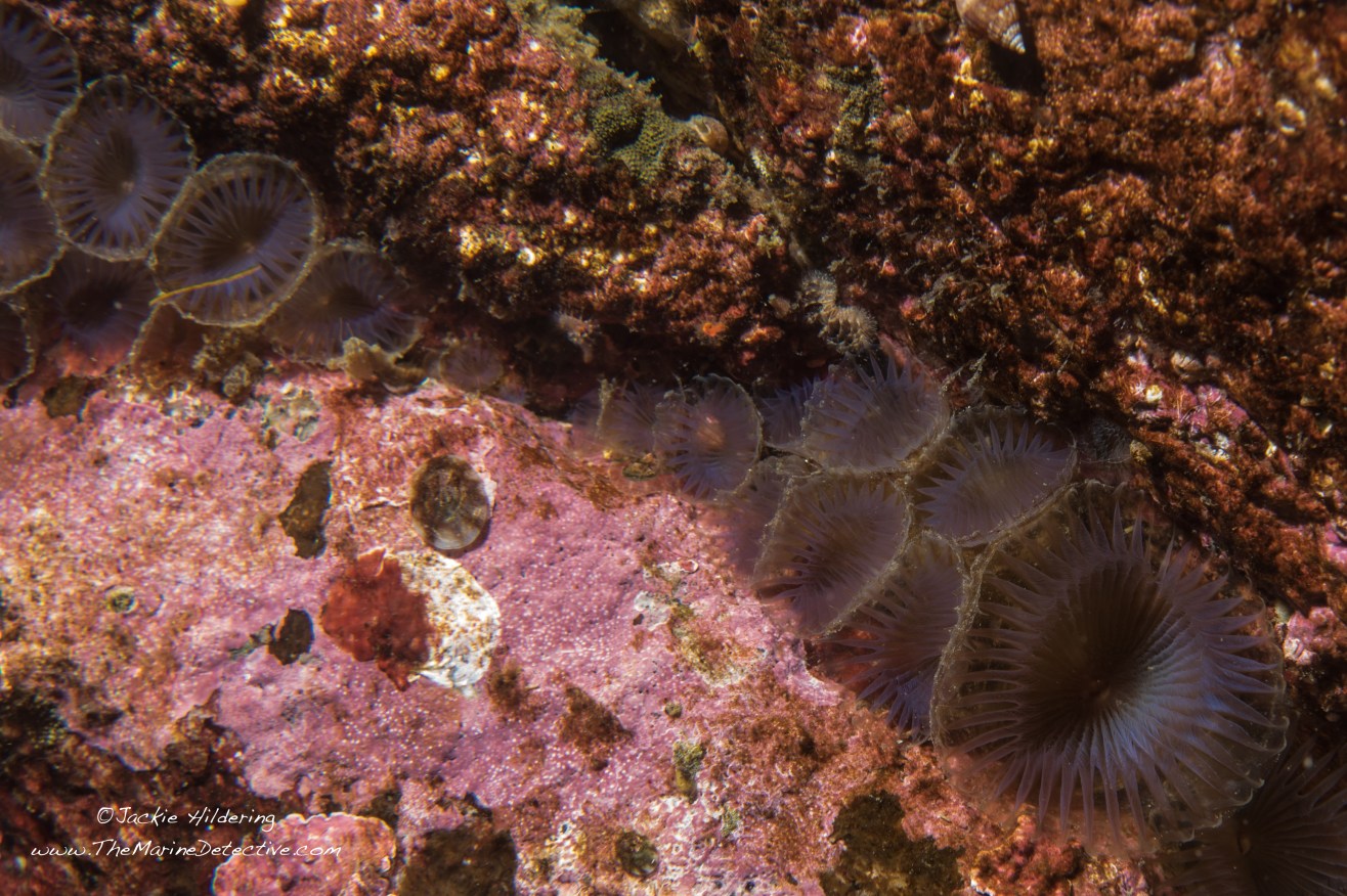 Mystery Worm | The Marine Detective