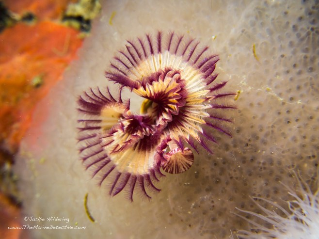 Mystery Worm | The Marine Detective