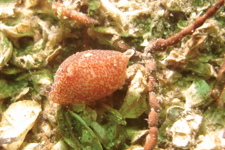 Slugs that Fly? The Great Winged Sea Slug. | The Marine Detective