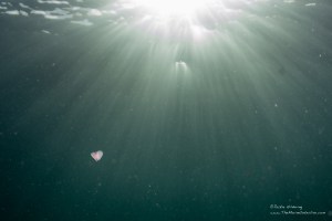 Slugs that Fly? The Great Winged Sea Slug. | The Marine Detective