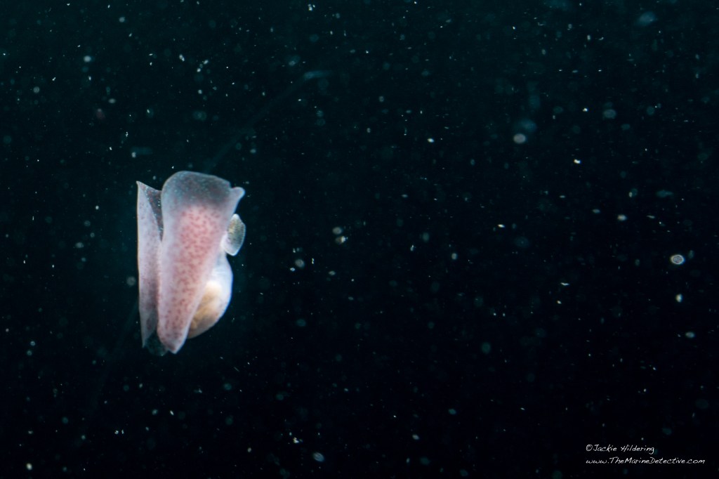 Slugs that Fly? The Great Winged Sea Slug. | The Marine Detective