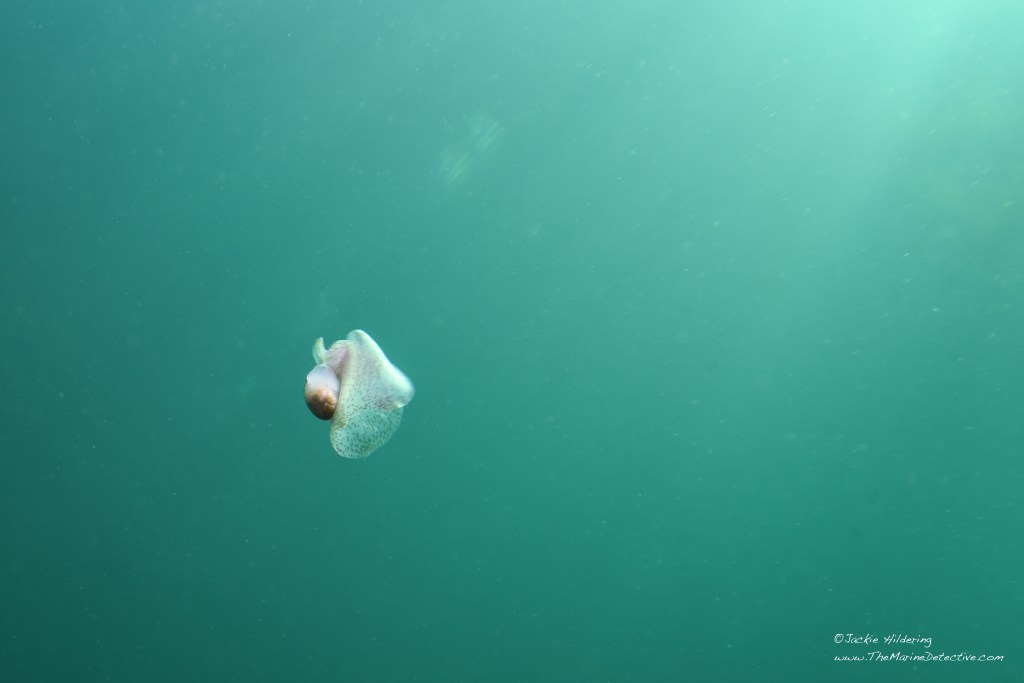 Slugs that Fly? The Great Winged Sea Slug. | The Marine Detective