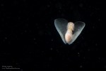 Slugs that Fly? The Great Winged Sea Slug. | The Marine Detective