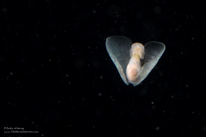Slugs that Fly? The Great Winged Sea Slug. | The Marine Detective