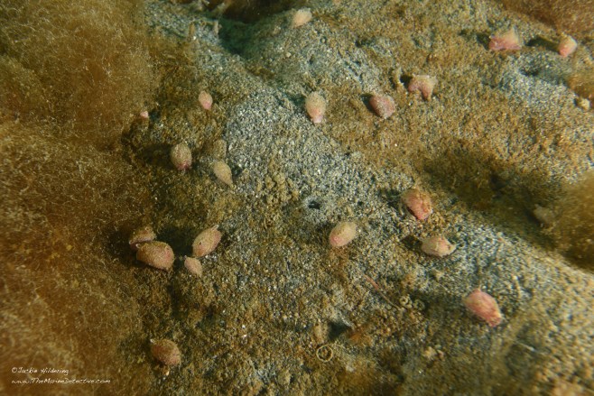 Slugs that Fly? The Great Winged Sea Slug. | The Marine Detective