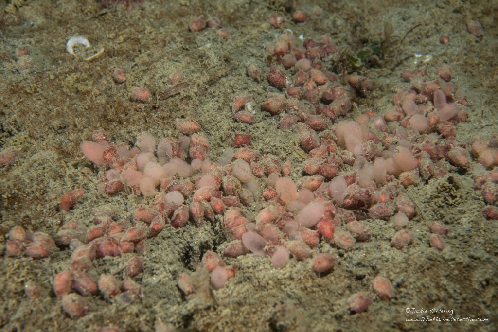 Slugs that Fly? The Great Winged Sea Slug. | The Marine Detective