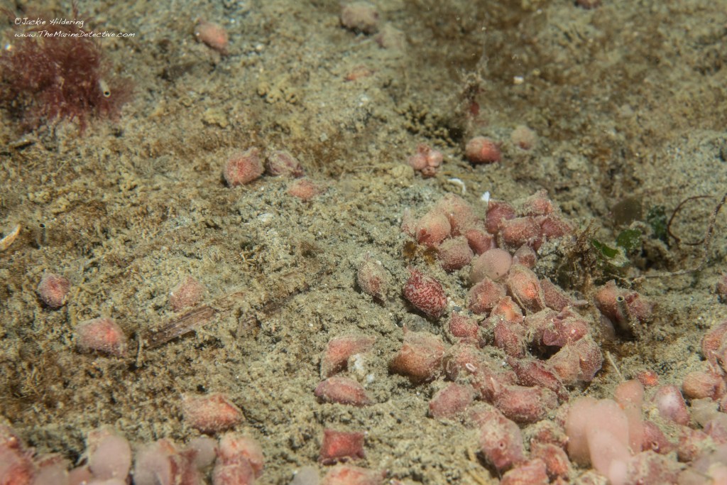 Slugs that Fly? The Great Winged Sea Slug. | The Marine Detective