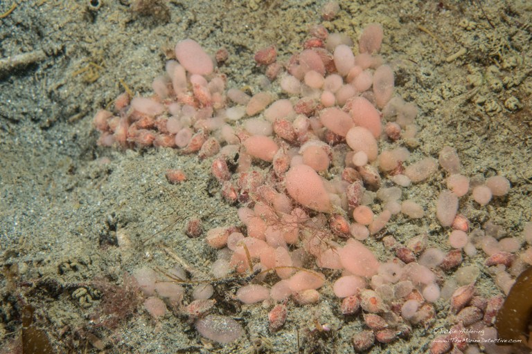 Slugs that Fly? The Great Winged Sea Slug. | The Marine Detective