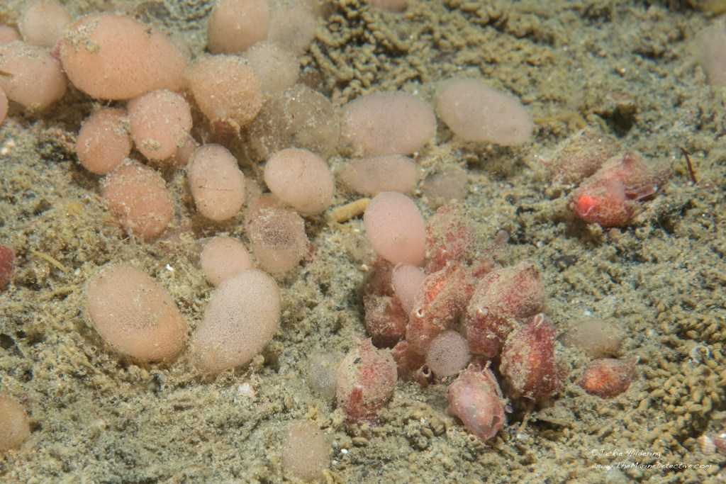 Slugs that Fly? The Great Winged Sea Slug. | The Marine Detective
