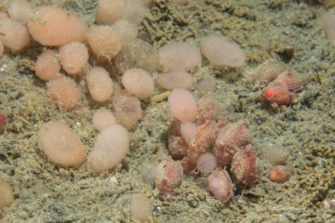 Slugs that Fly? The Great Winged Sea Slug. | The Marine Detective