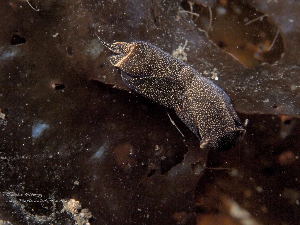 Slugs that Fly? The Great Winged Sea Slug. | The Marine Detective