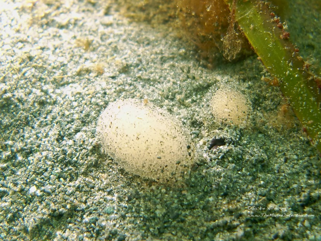 Slugs that Fly? The Great Winged Sea Slug. | The Marine Detective