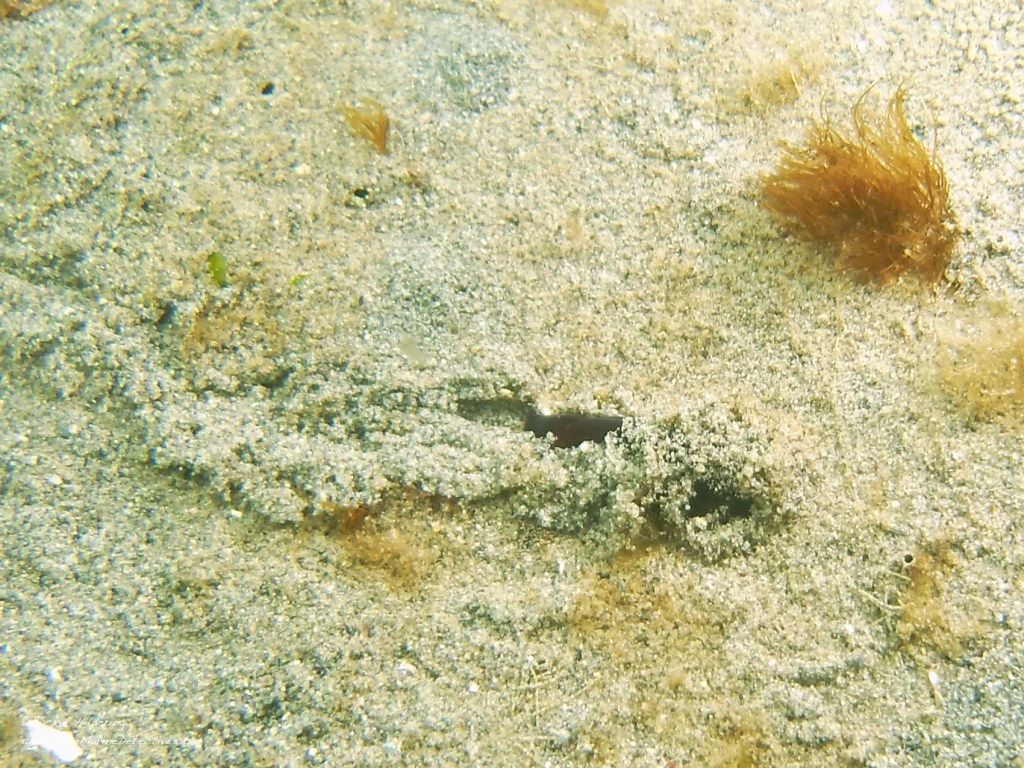 Slugs that Fly? The Great Winged Sea Slug. | The Marine Detective