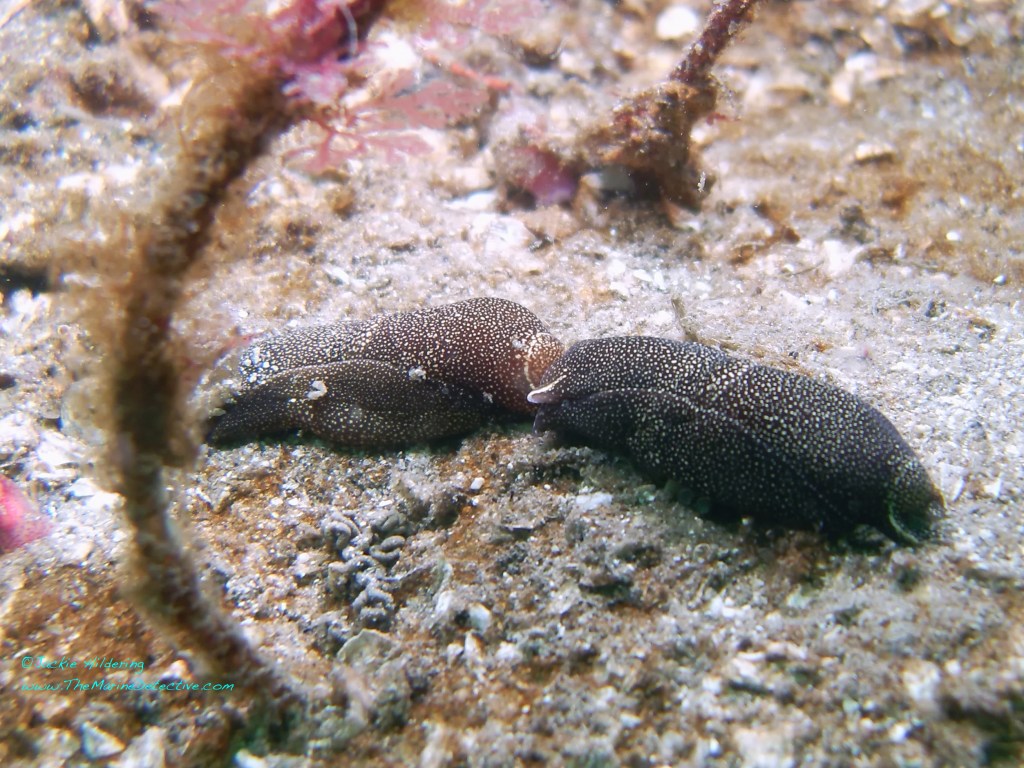 Slugs that Fly? The Great Winged Sea Slug. | The Marine Detective