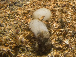 Slugs that Fly? The Great Winged Sea Slug. | The Marine Detective