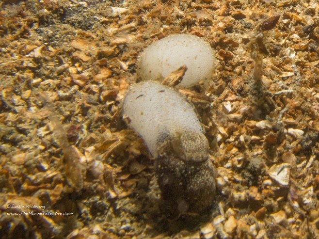 Slugs that Fly? The Great Winged Sea Slug. | The Marine Detective