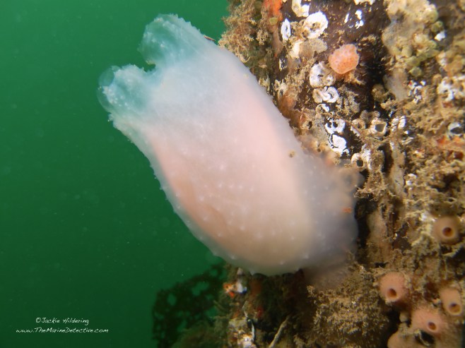 Tunicates – Your Distant Cousins? | The Marine Detective