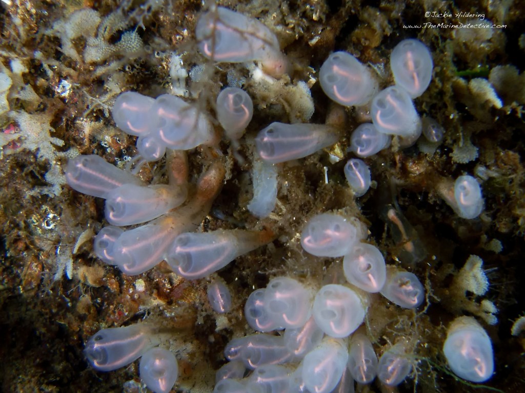 Tunicates – Your Distant Cousins? | The Marine Detective