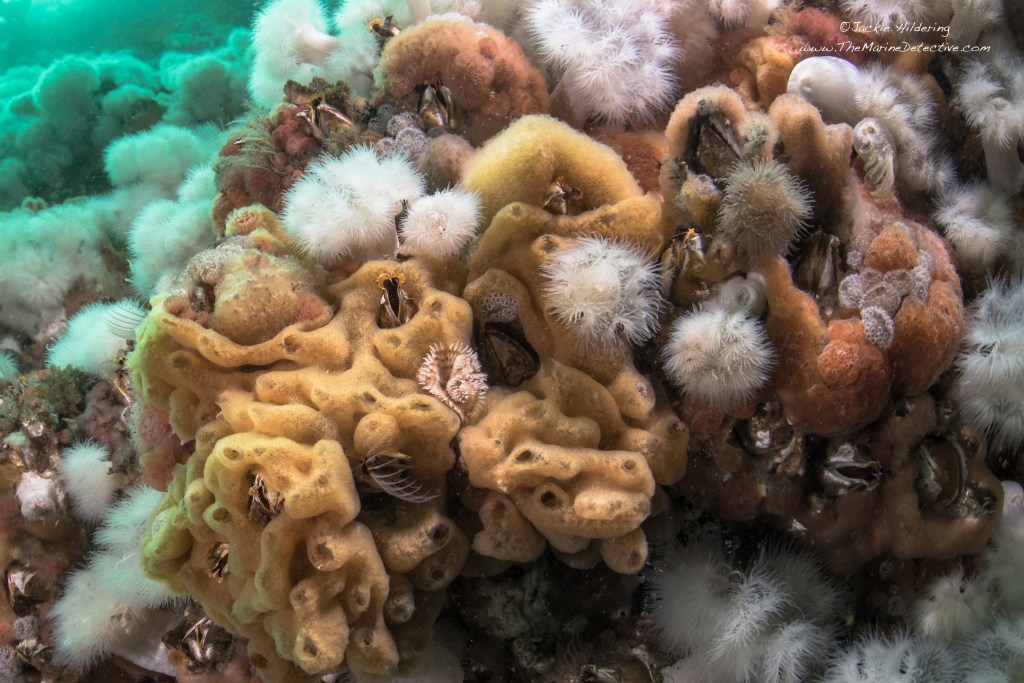 Tunicates – Your Distant Cousins? | The Marine Detective