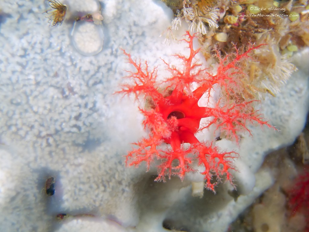 Tunicates – Your Distant Cousins? | The Marine Detective