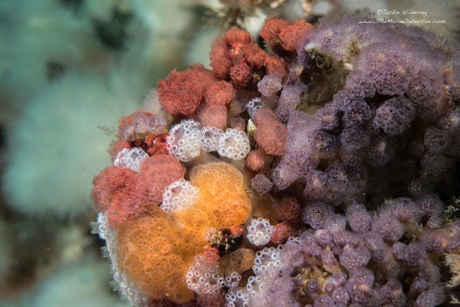 Tunicates – Your Distant Cousins? | The Marine Detective