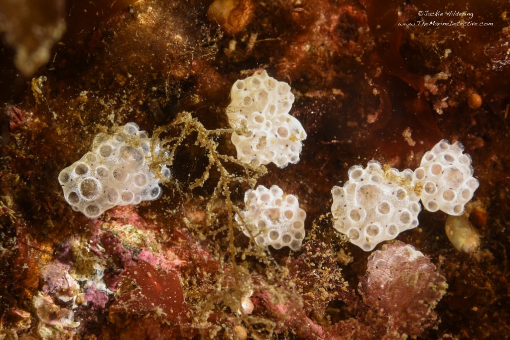 Tunicates – Your Distant Cousins? | The Marine Detective